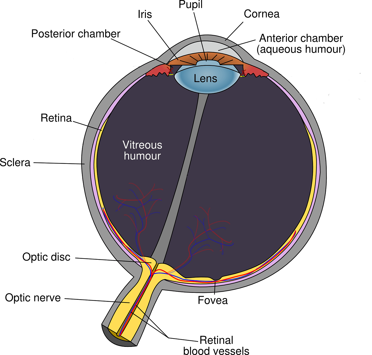 Glaucoma - what is it, who is at risk & how do we treat it