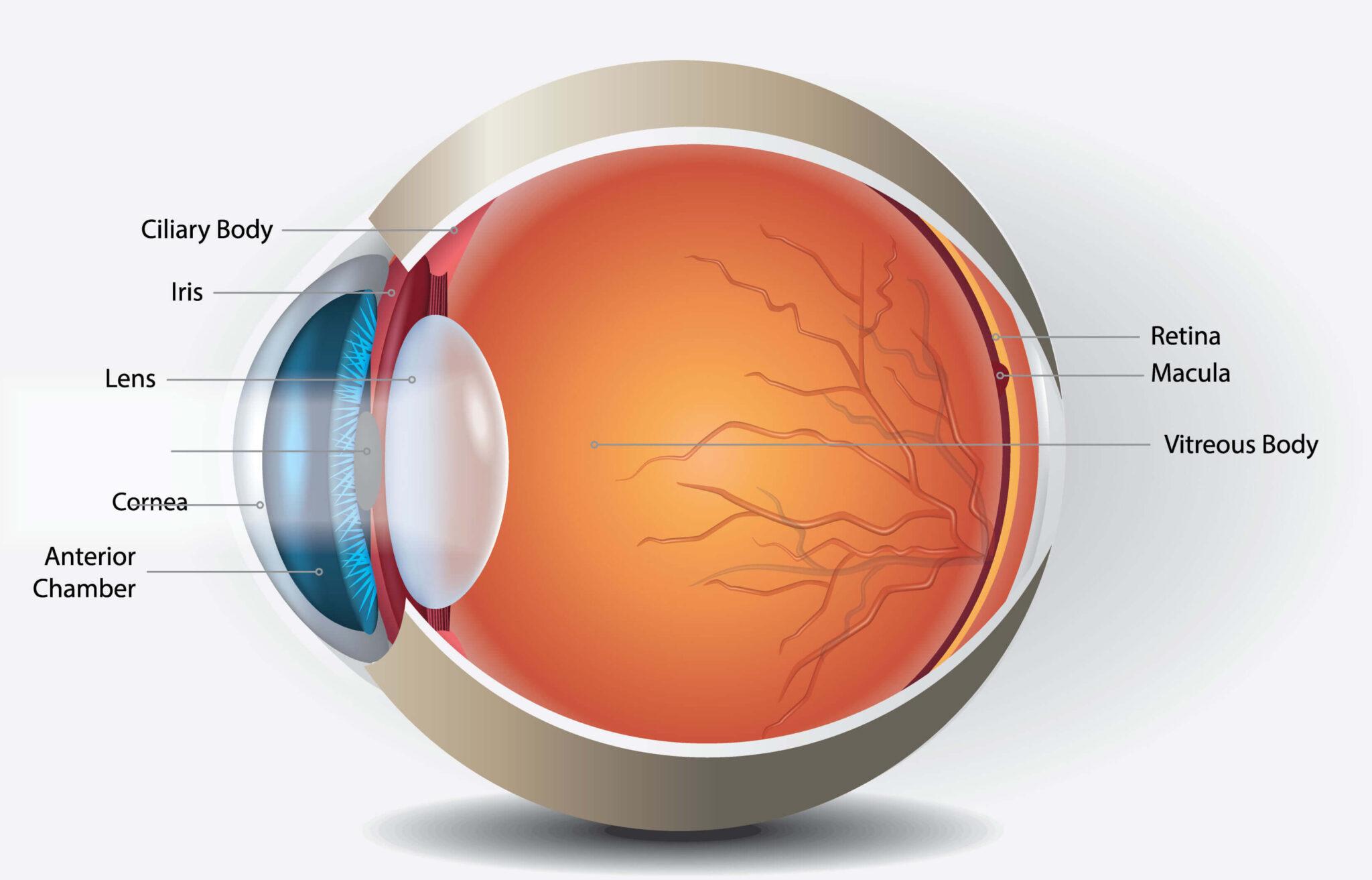 Age-Related Macular Degeneration - Viewpoint Optometrist